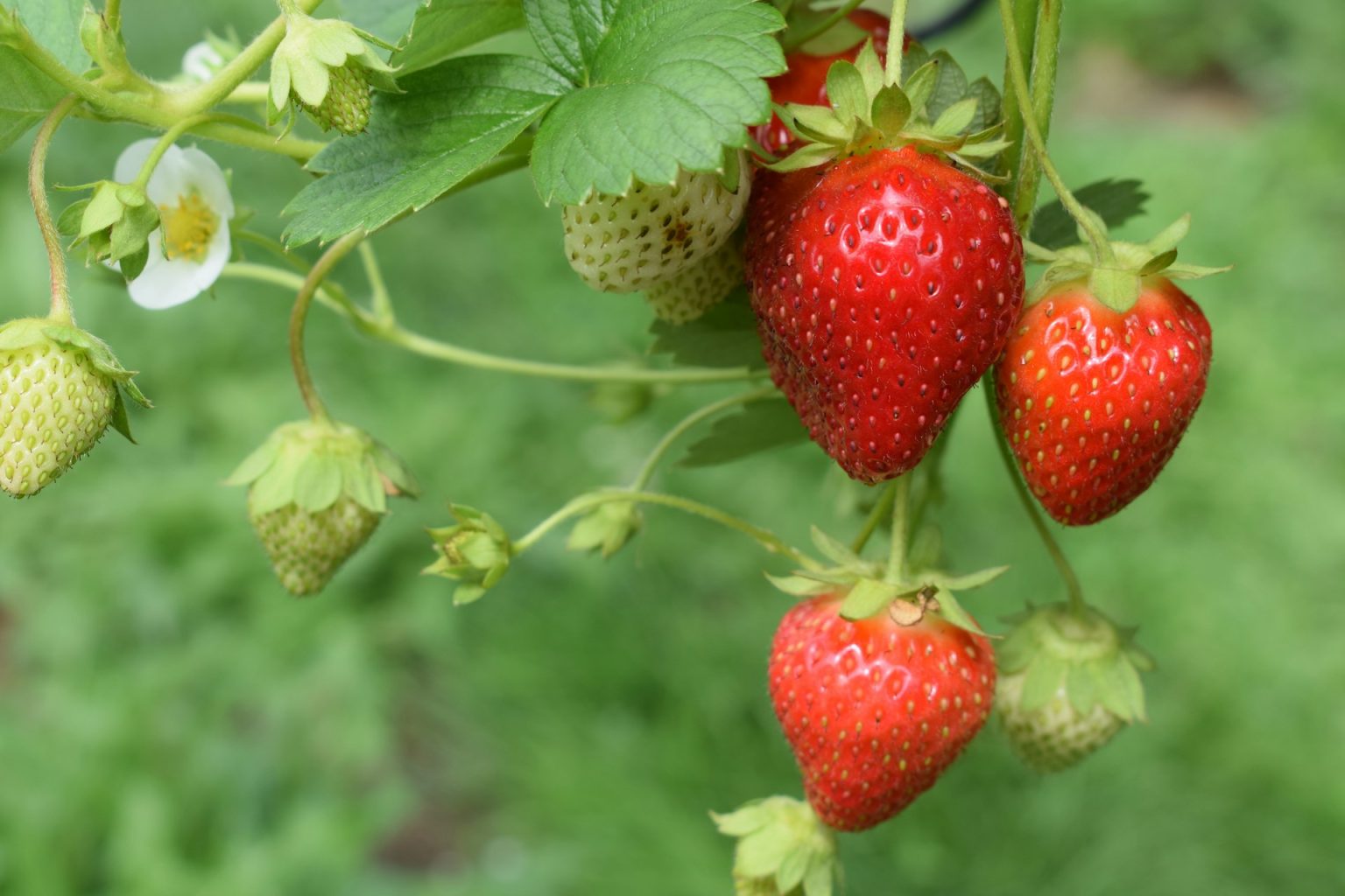 Will Rabbits Eat Strawberry Plants