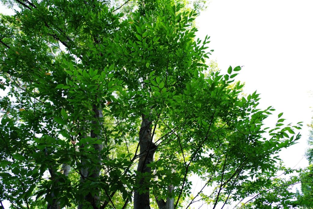 What Are the White Balls on an Oak Tree? - Your Green Thumb