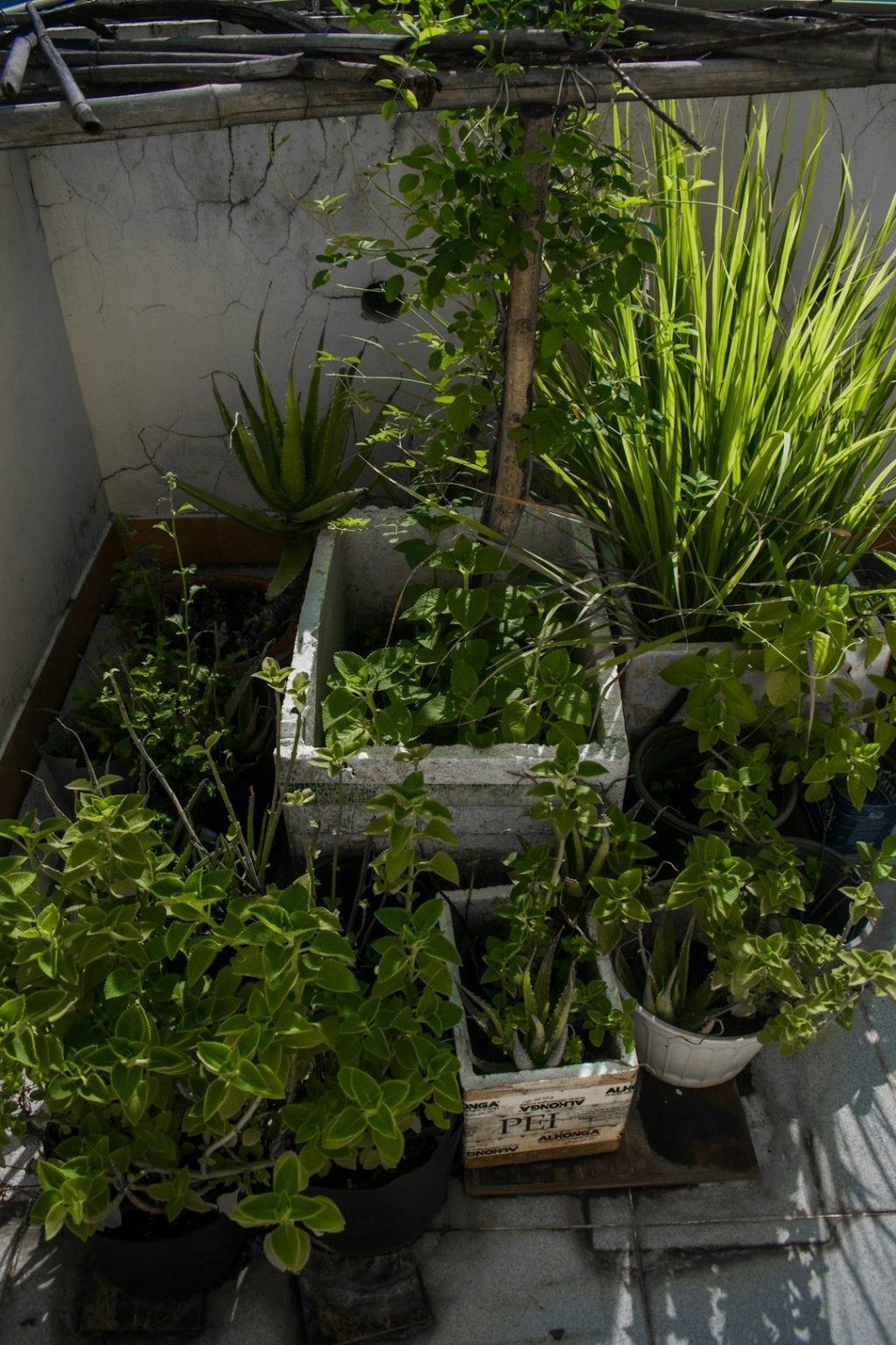 What Are Rocket Vegetables? - Your Green Thumb