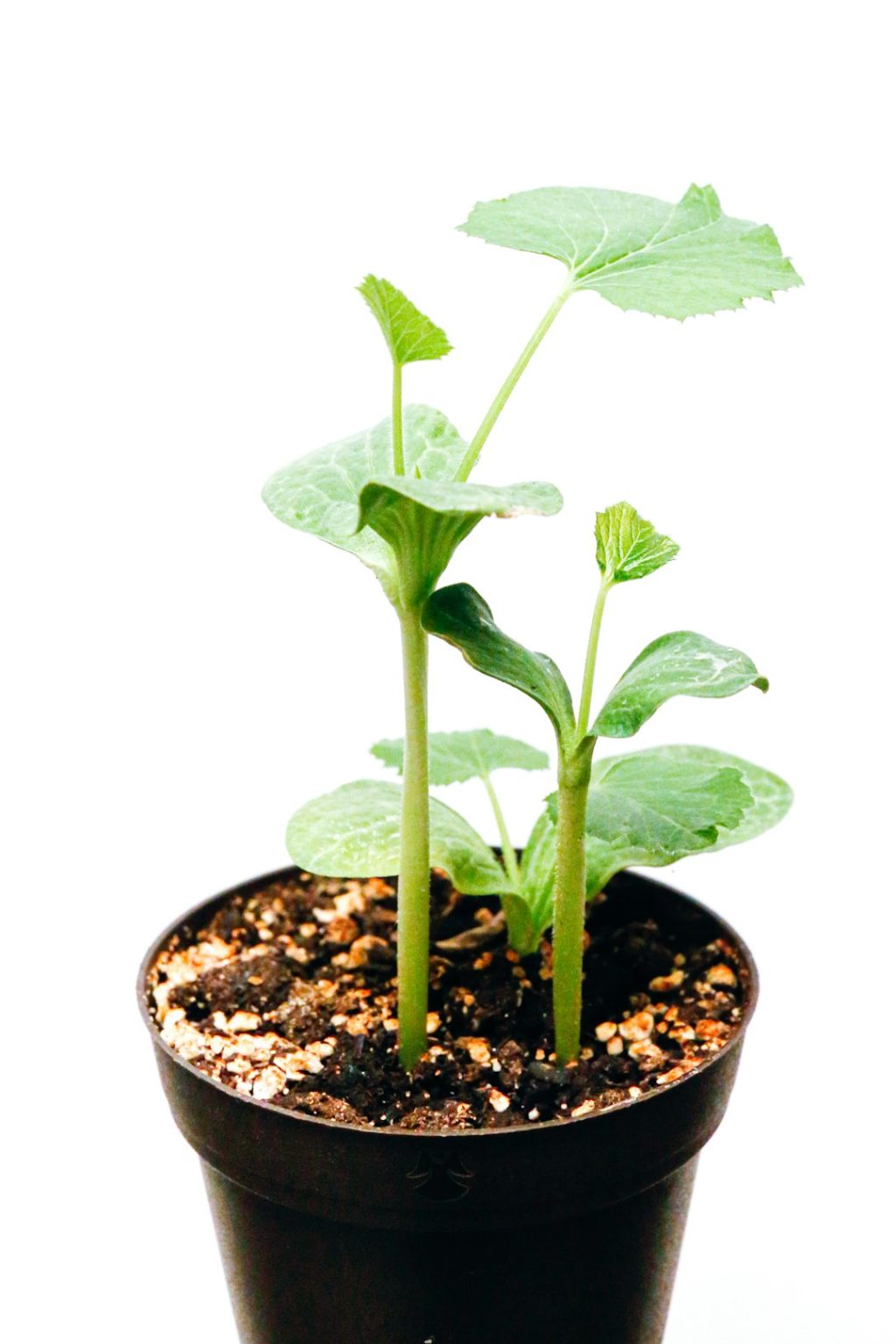 What Are Rocket Vegetables? - Your Green Thumb
