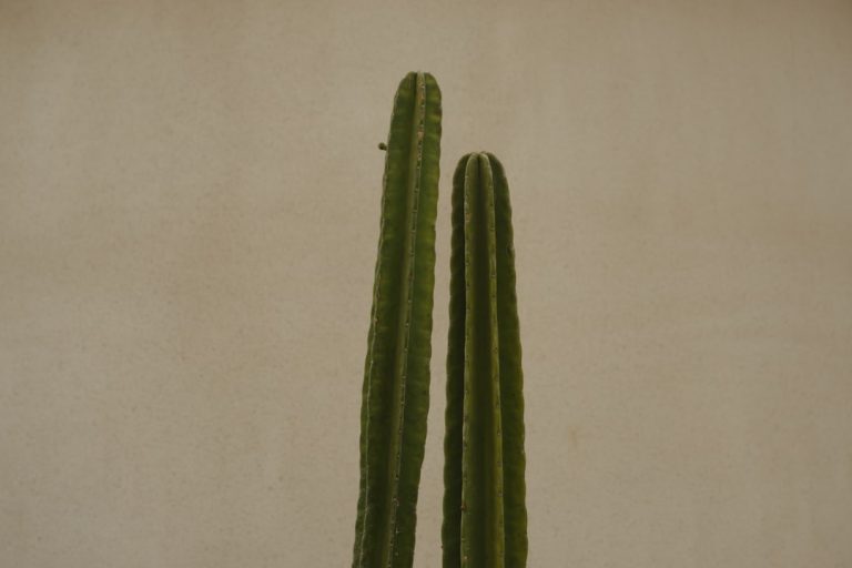 Five Point Leaf Identification Guide - Your Green Thumb