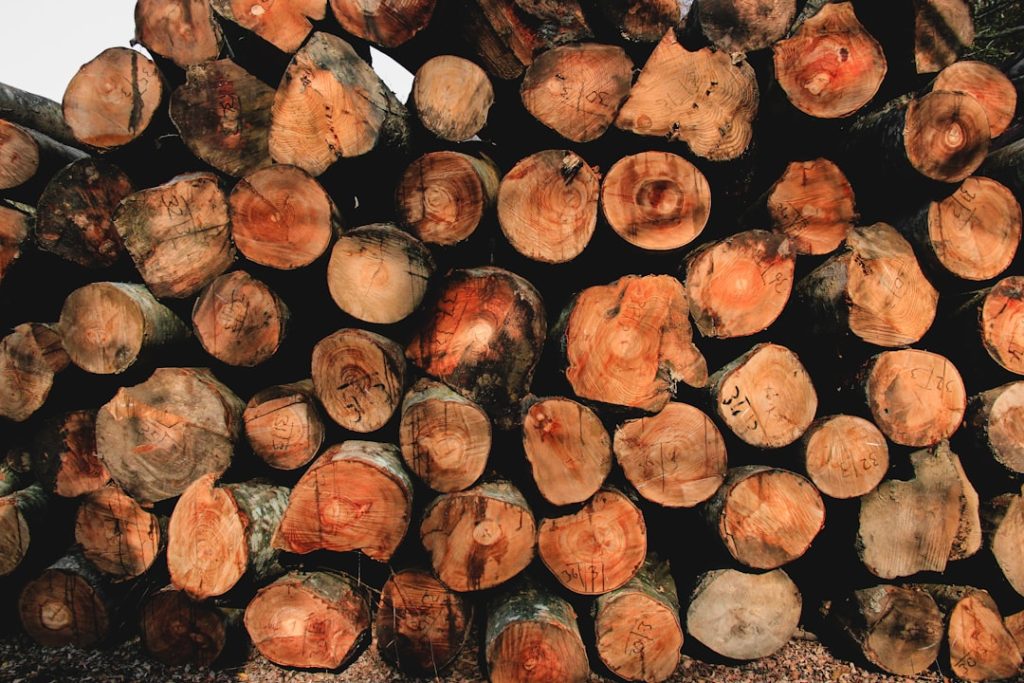 What Are the White Balls on an Oak Tree? - Your Green Thumb