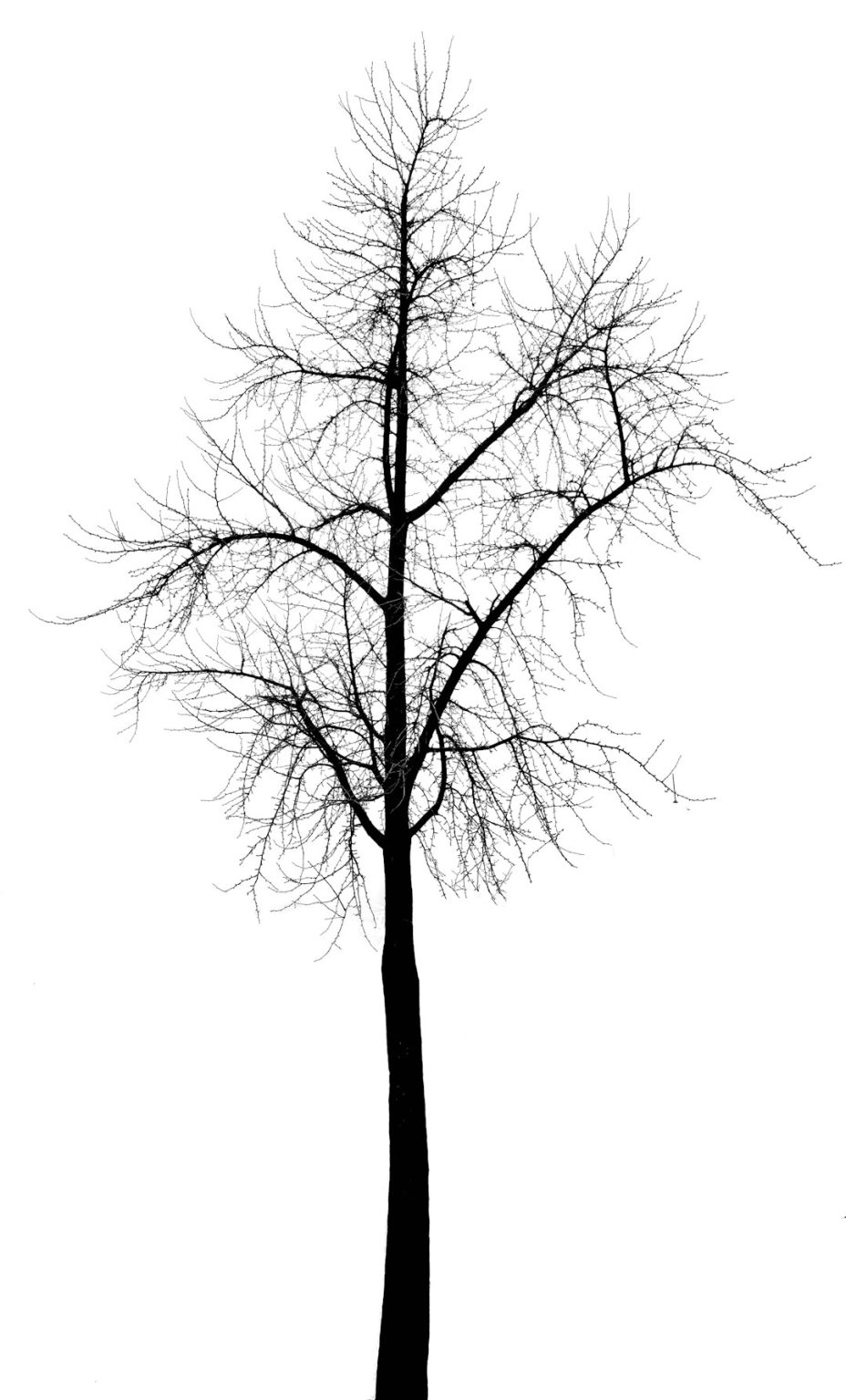 What Are the White Balls on an Oak Tree? - Your Green Thumb