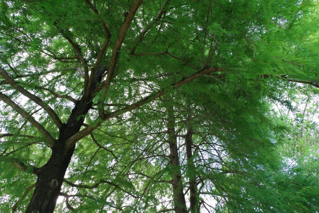 Fir Tree vs. Hemlock: What's the Difference? - Your Green Thumb