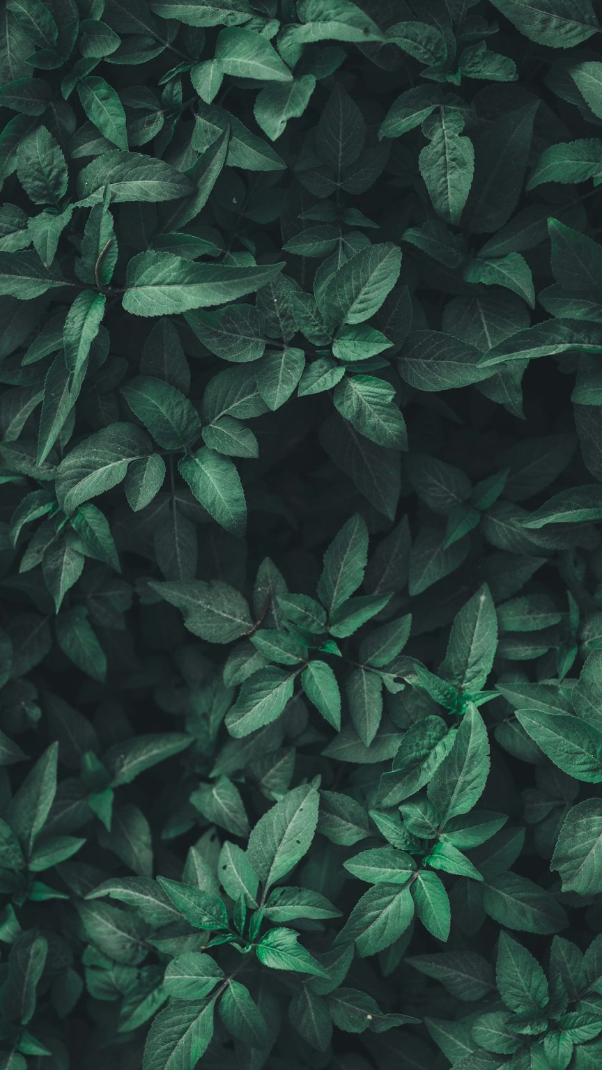 Five Point Leaf Identification Guide - Your Green Thumb