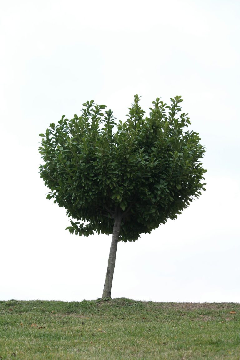 Fir Tree vs. Hemlock: What's the Difference? - Your Green Thumb